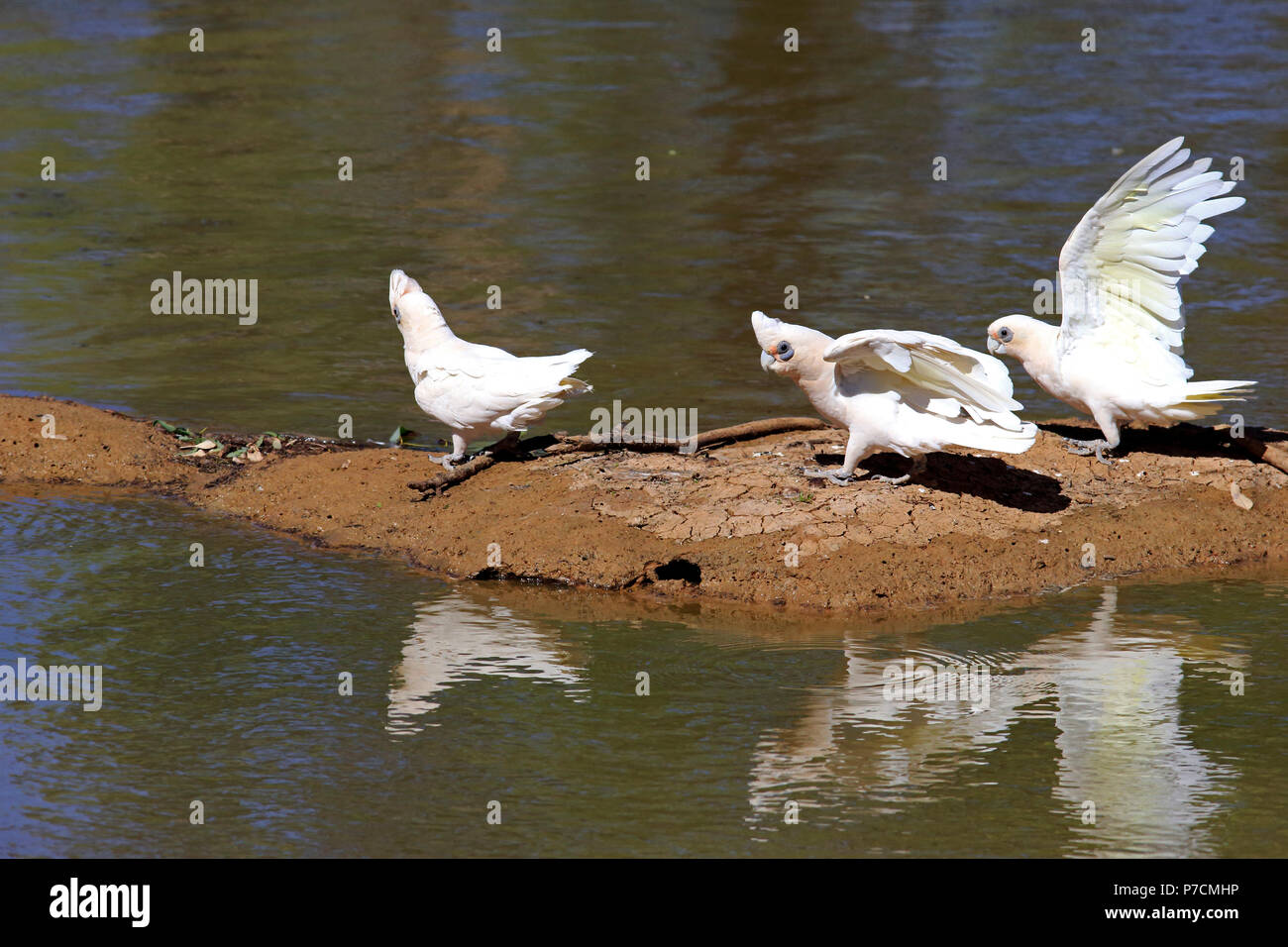 Little Corella, bare-eyed cockatoo, blood-stained cockatoo, short ...