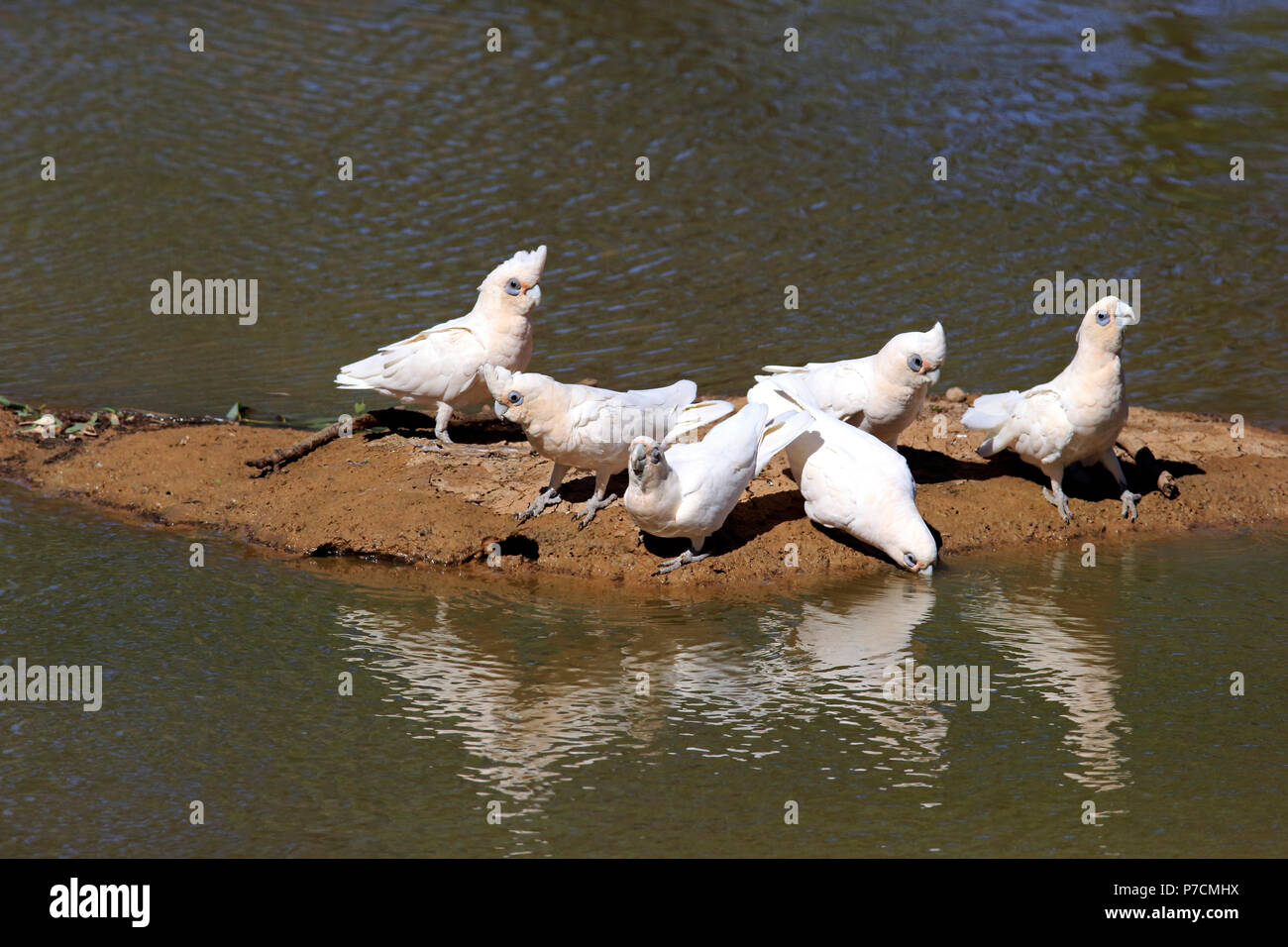 Little Corella, bare-eyed cockatoo, blood-stained cockatoo, short ...