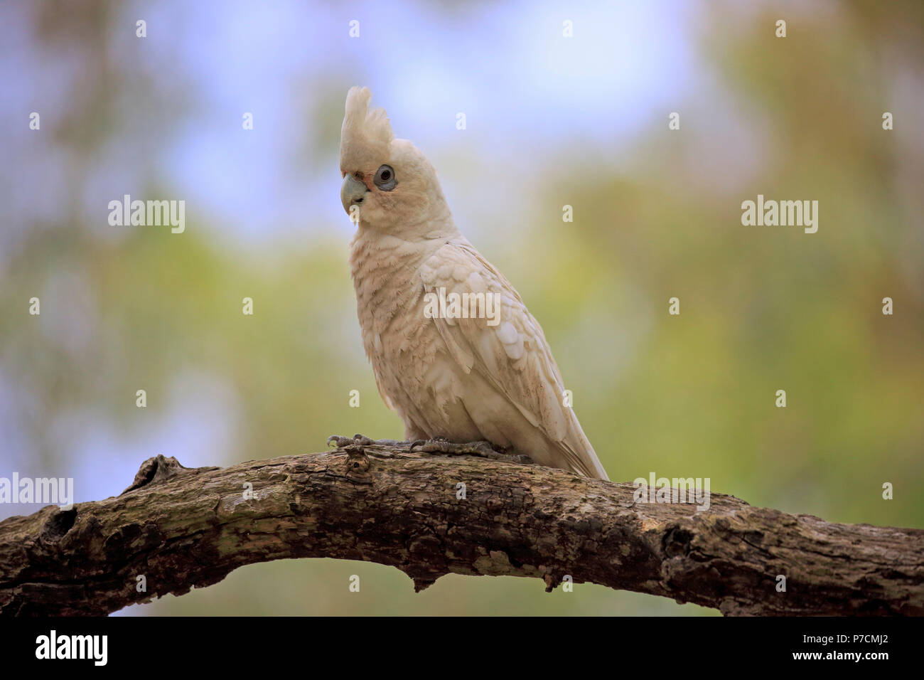 Little Corella, bare-eyed cockatoo, blood-stained cockatoo, short ...