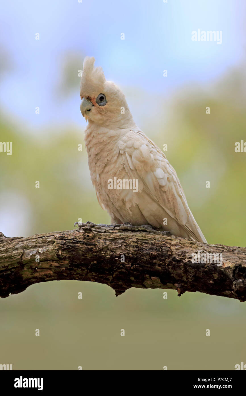 Little Corella, bare-eyed cockatoo, blood-stained cockatoo, short ...