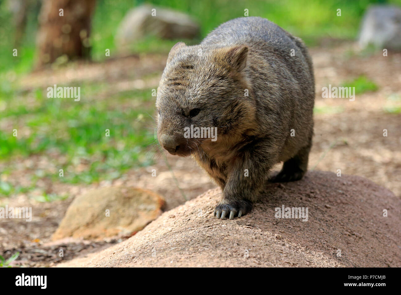 Common wombat, adult, Mount Lofty, South Australia, Australia ...
