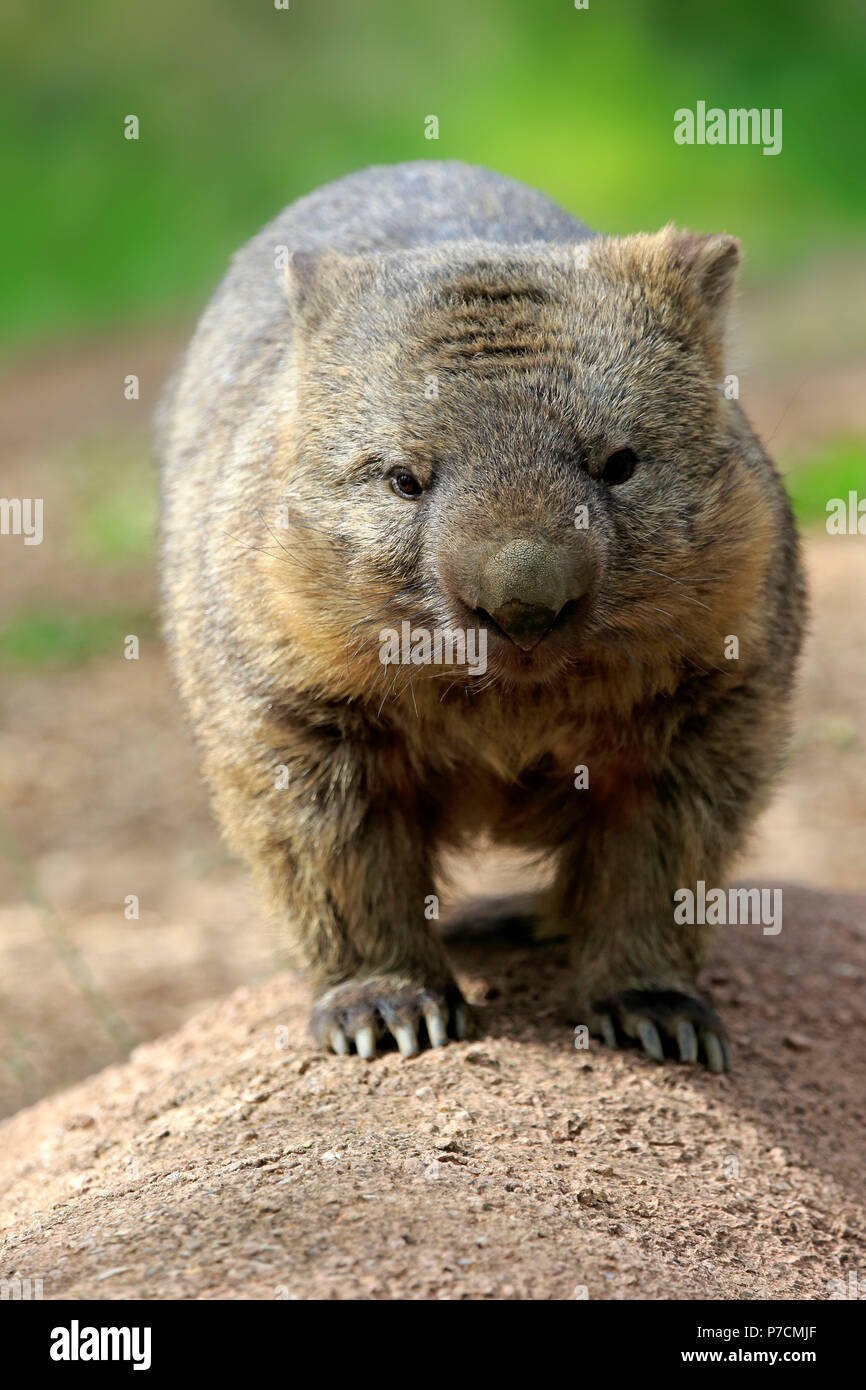 Common wombat, adult, Mount Lofty, South Australia, Australia ...