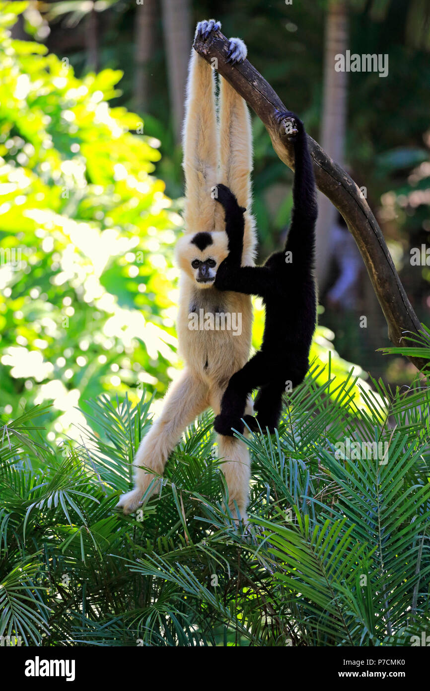 Northern White-Cheeked Gibbon, adult female with young hanging in tree ...