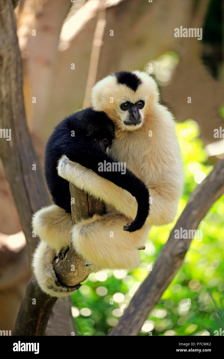 Northern White-Cheeked Gibbon, adult female with young social behaviuor ...