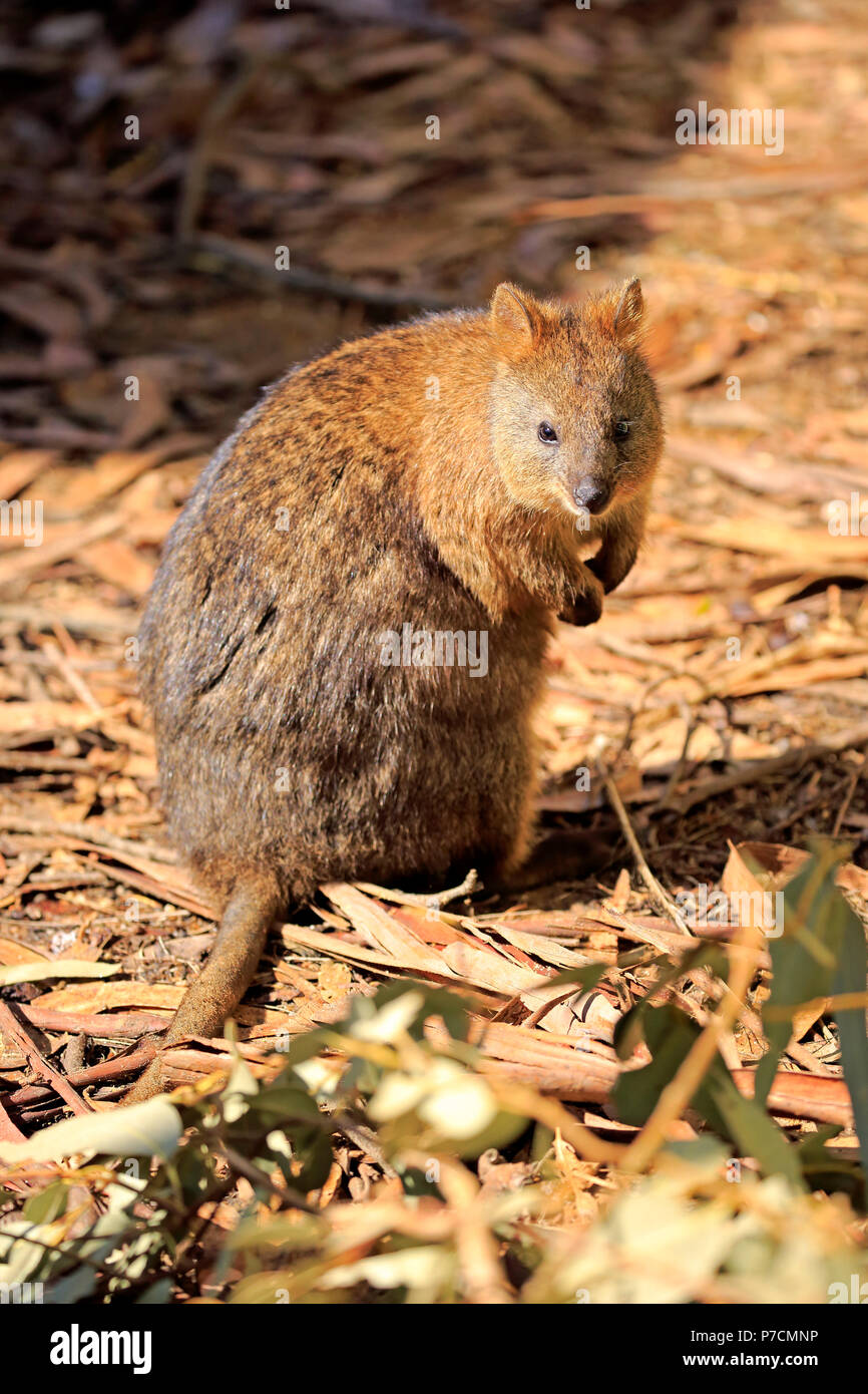 Quokka setonix brachyurus hi-res stock photography and images - Alamy