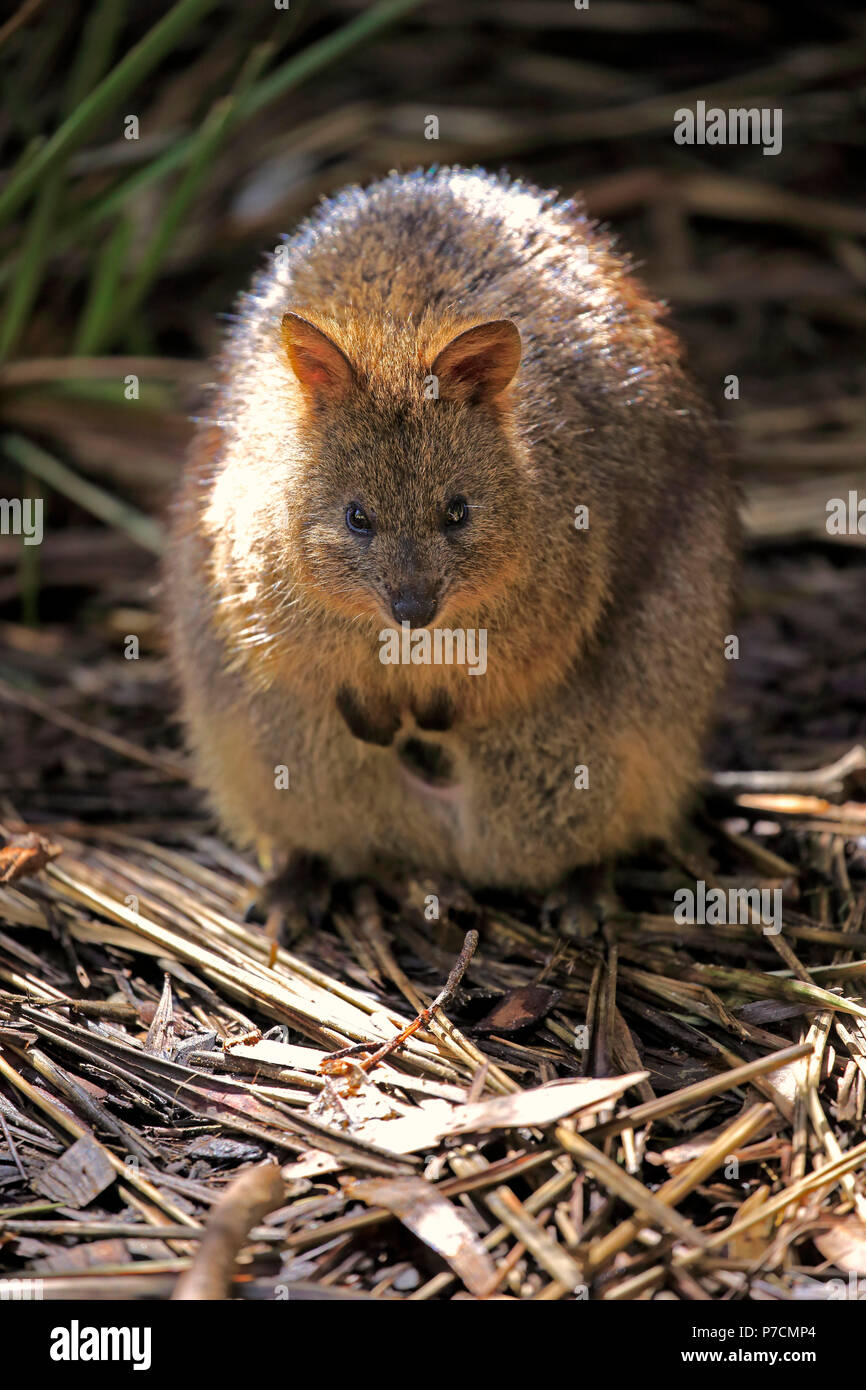 Quokka, adult, Australia, (Setonix brachyurus Stock Photo - Alamy