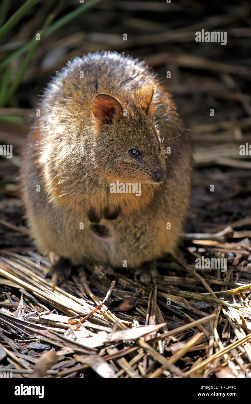 Quokka, adult, Australia, (Setonix brachyurus Stock Photo - Alamy