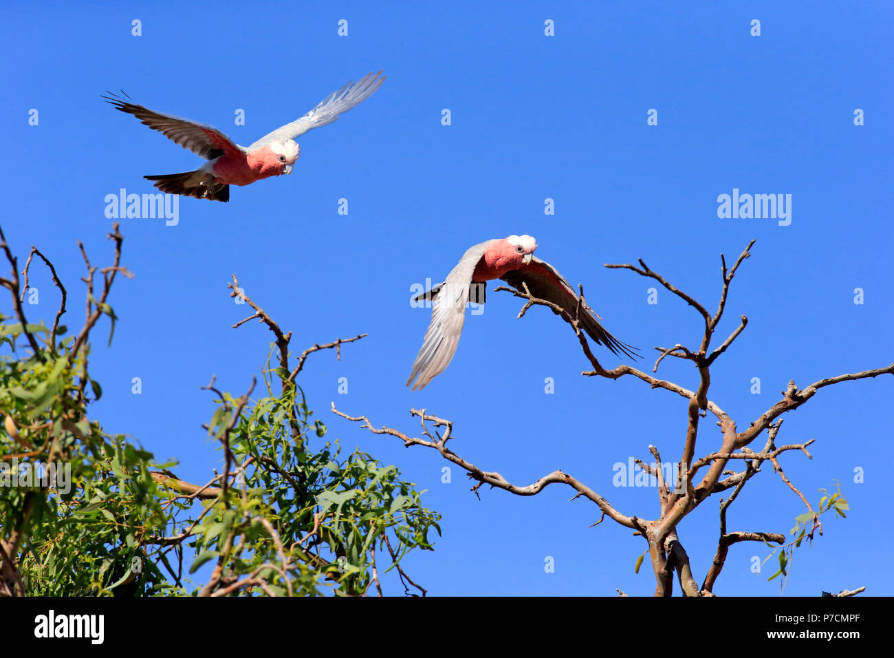 Cacatua Galah In Volo