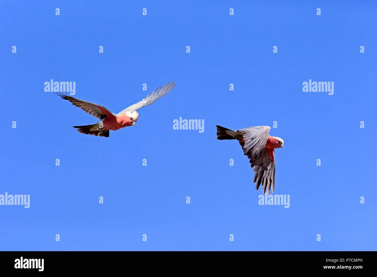 Flying galah hi-res stock photography and images - Alamy