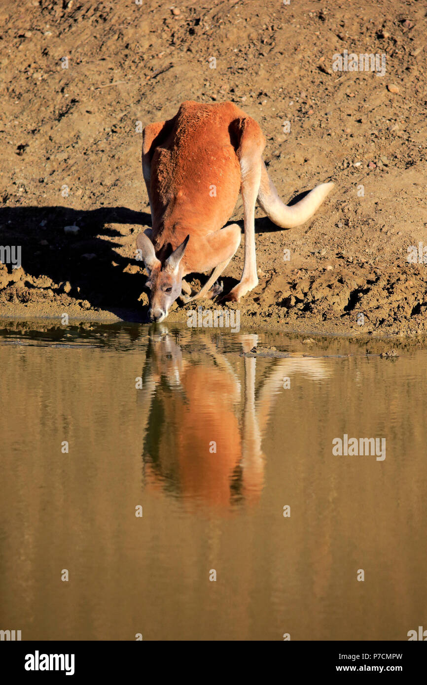 Red kangaroo drinking hi-res stock photography and images - Alamy