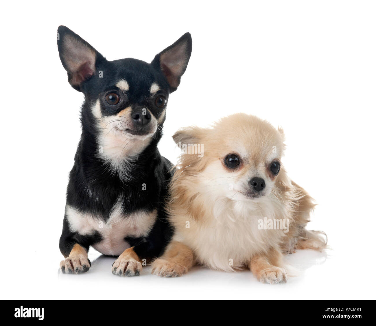 Female short haired chihuahua dog hi-res stock photography and images ...