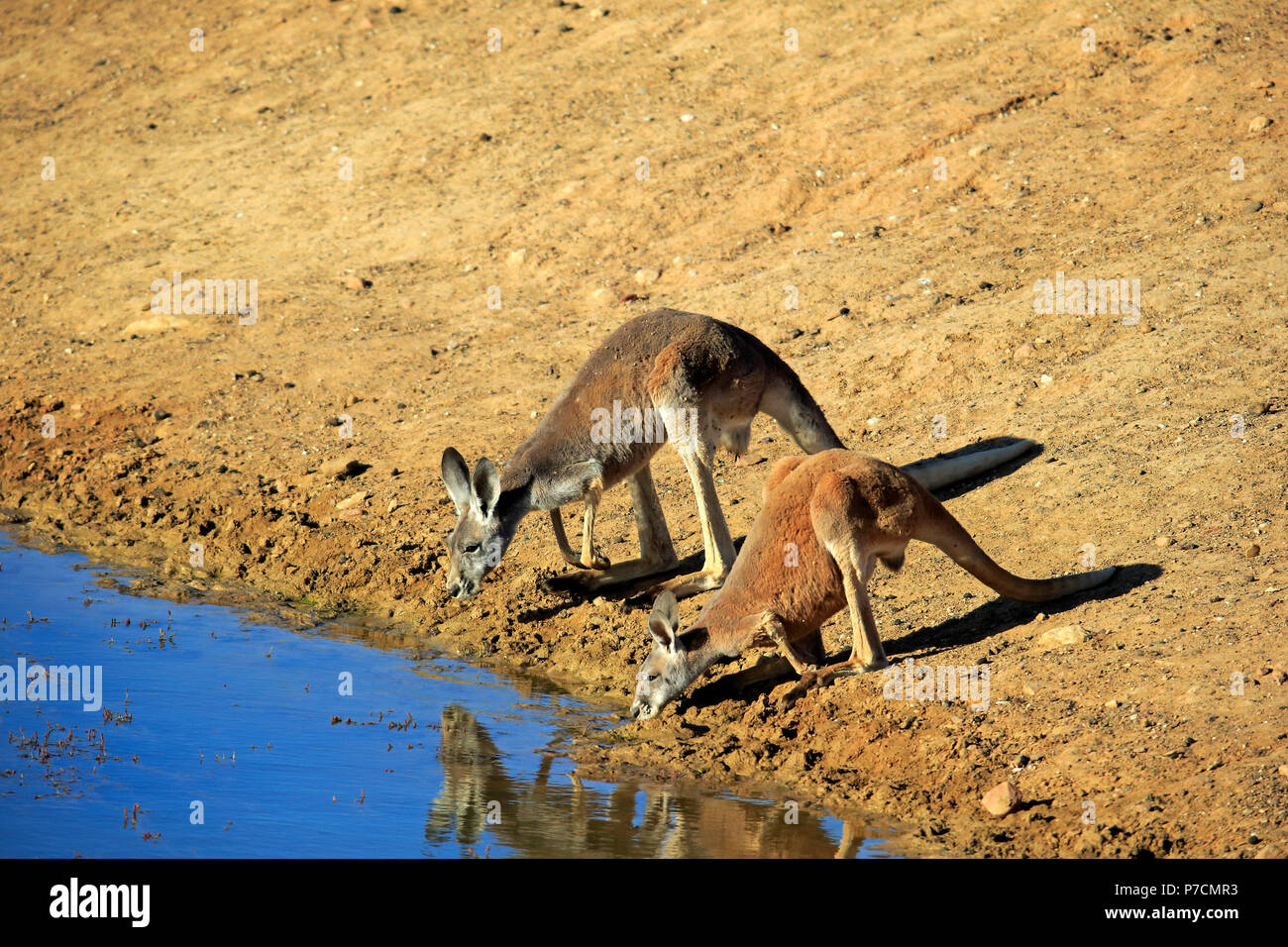 Red kangaroo pair hi-res stock photography and images - Alamy
