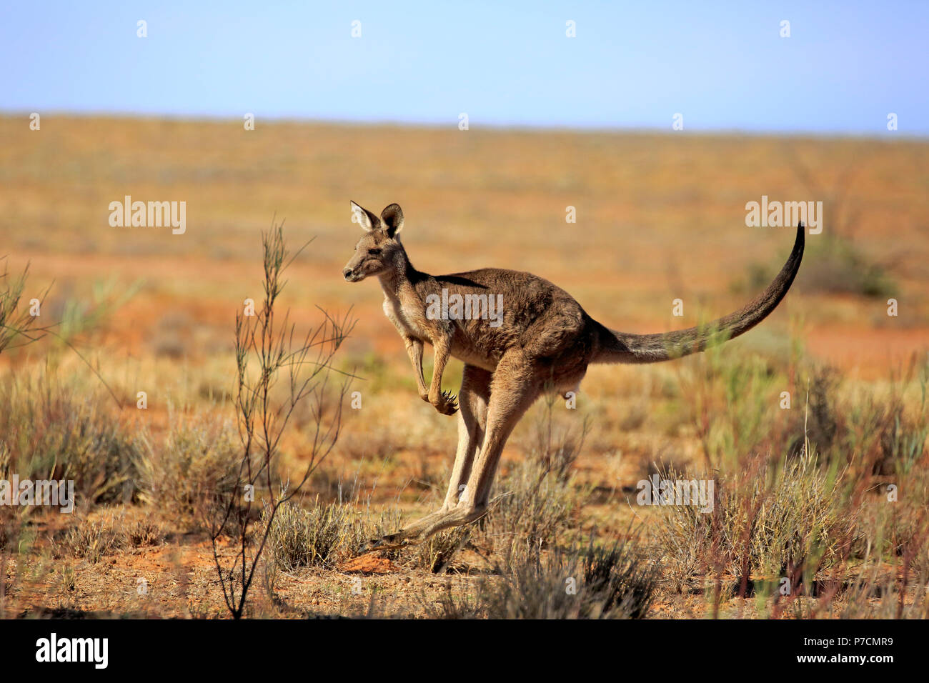 Adult red kangaroo macropus rufus hi-res stock photography and images ...