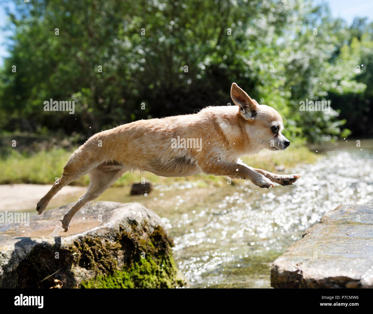 purebred chihuahua jumping in the nature in a day of summer Stock Photo ...