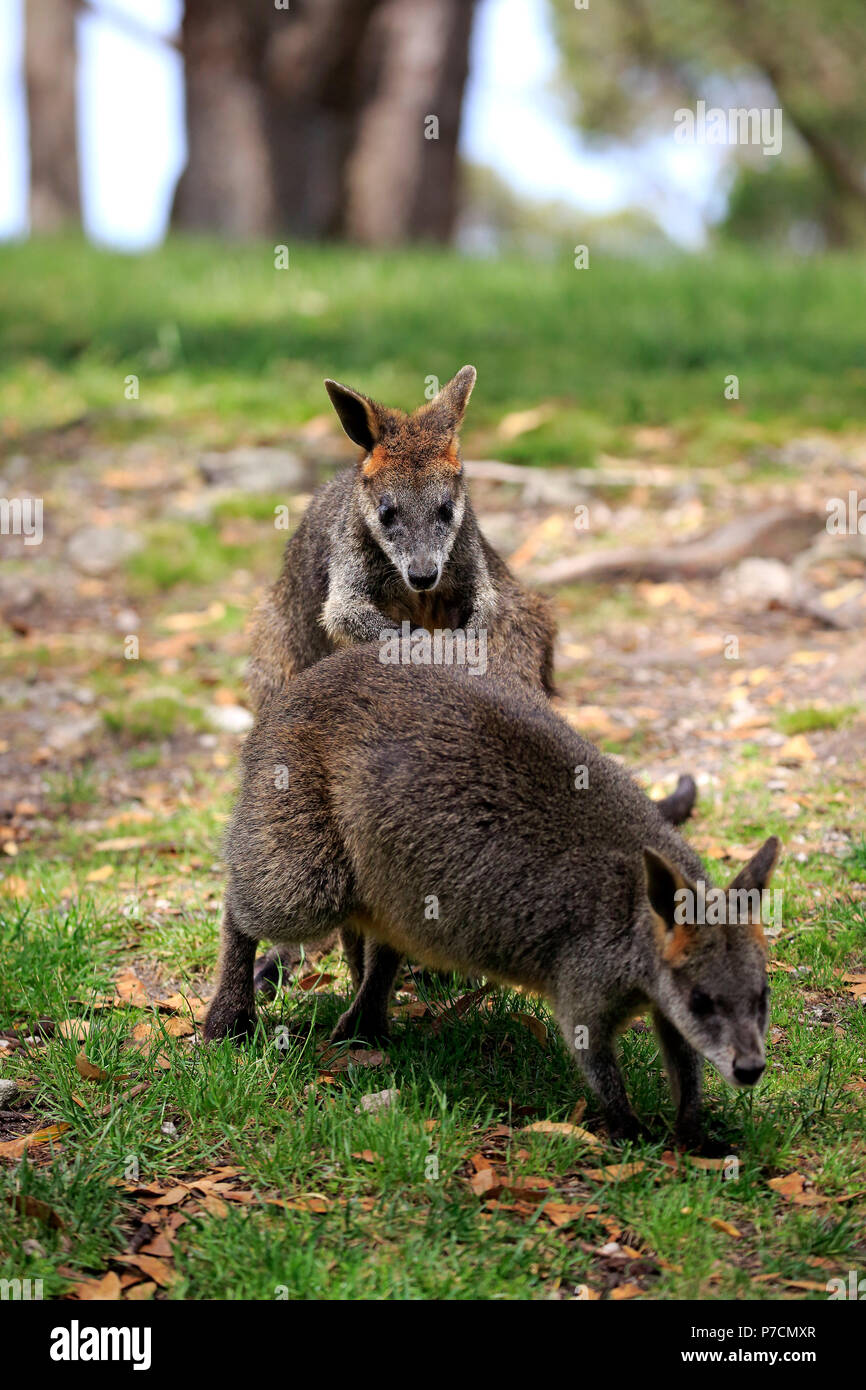 Two Swamp Wallabies High Resolution Stock Photography and Images - Alamy