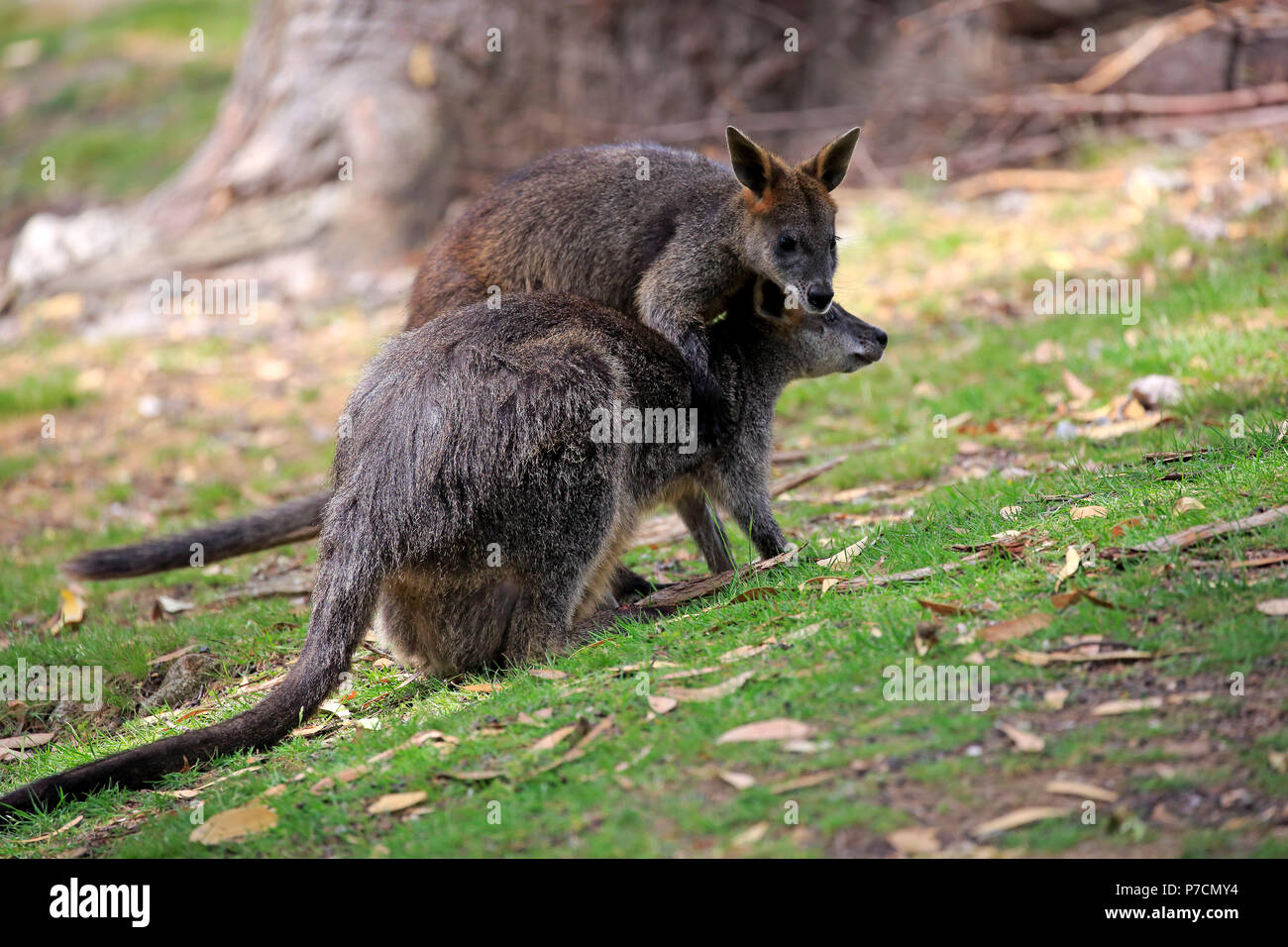 Two swamp wallabies hi-res stock photography and images - Alamy
