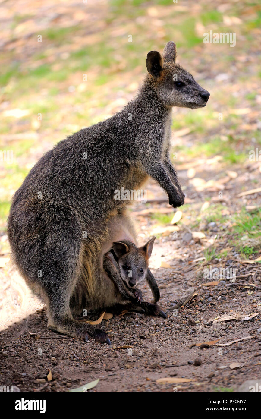 Juvenile wallaby hi-res stock photography and images - Alamy