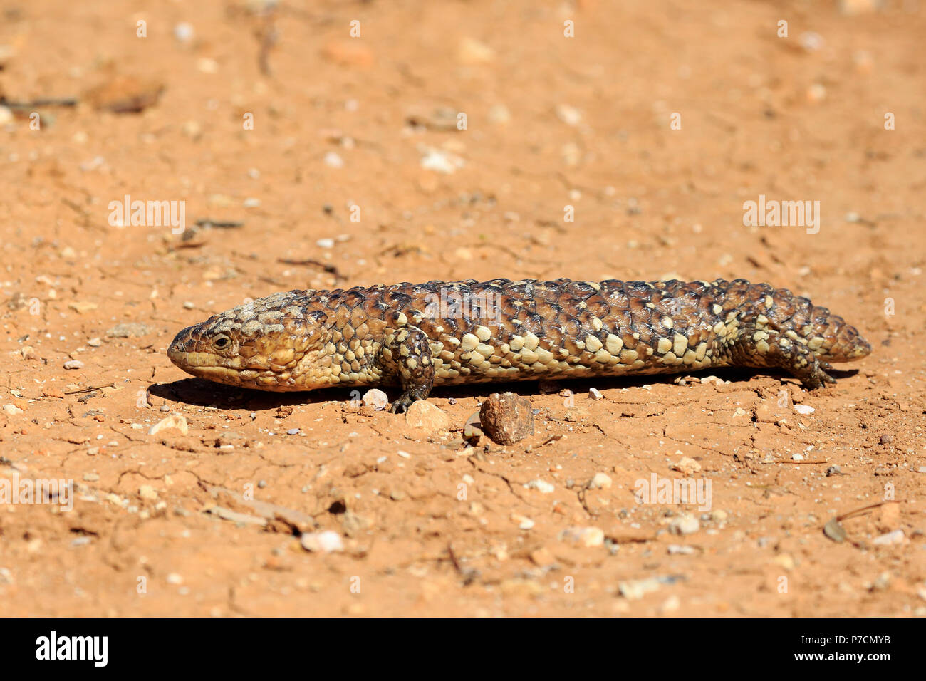 Lizard side view hi-res stock photography and images - Alamy