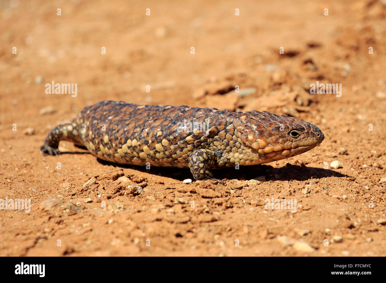Shingleback Lizards High Resolution Stock Photography and Images - Alamy