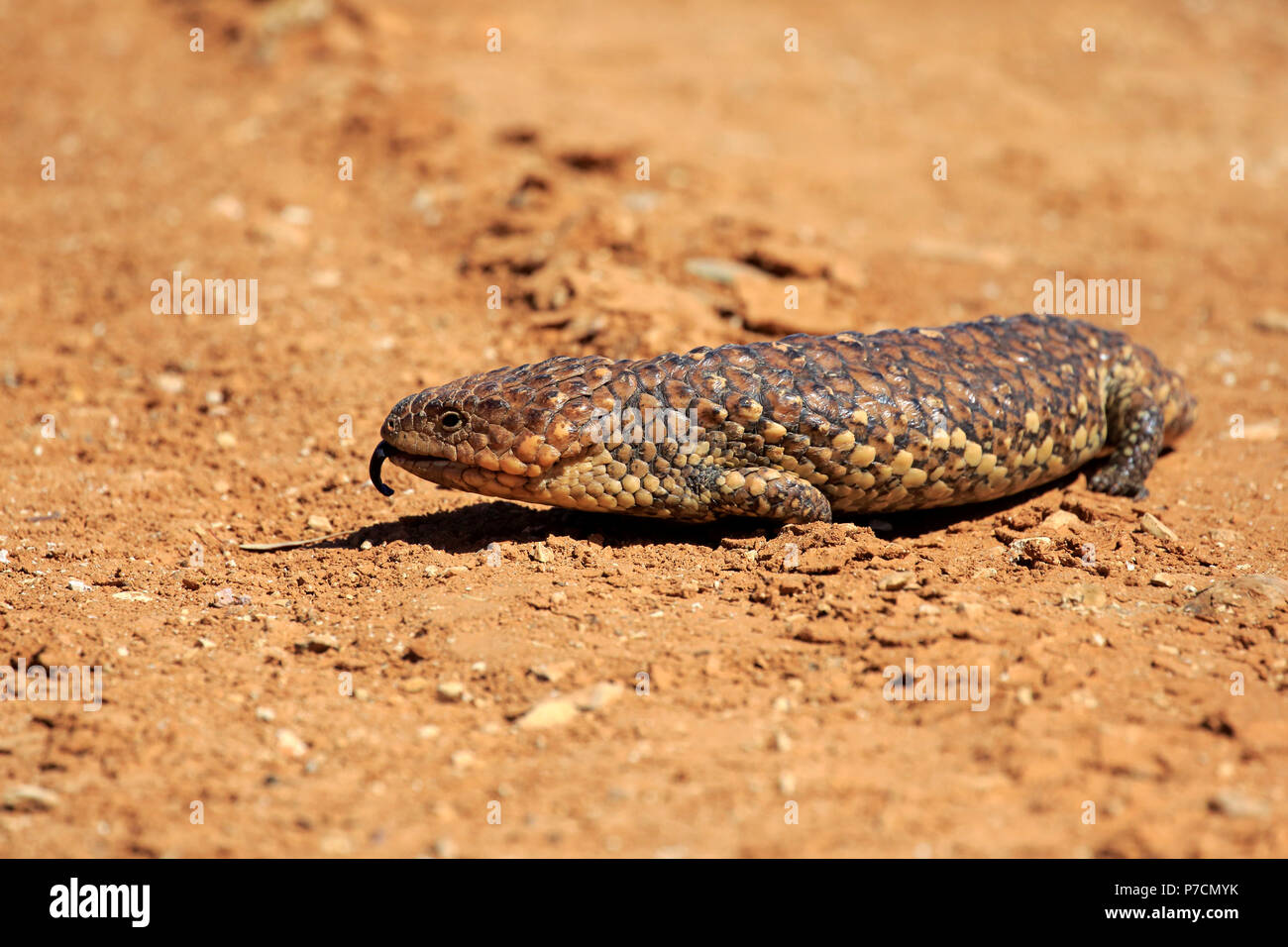 Tiliqua rugosa, shingle back, bobtail lizard, adult walking, Sturt ...