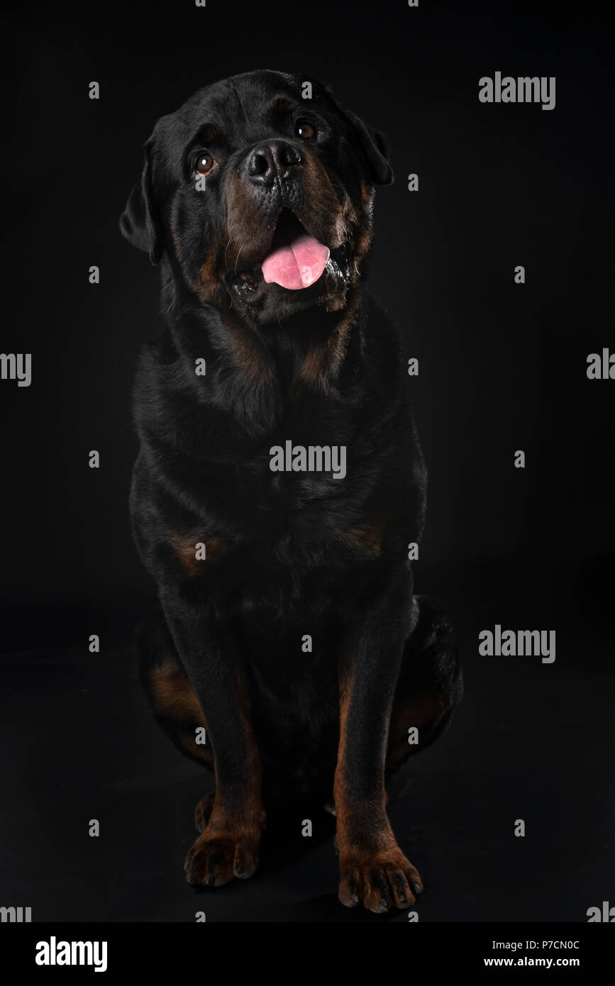 purebred rottweiler in front of black background Stock Photo - Alamy