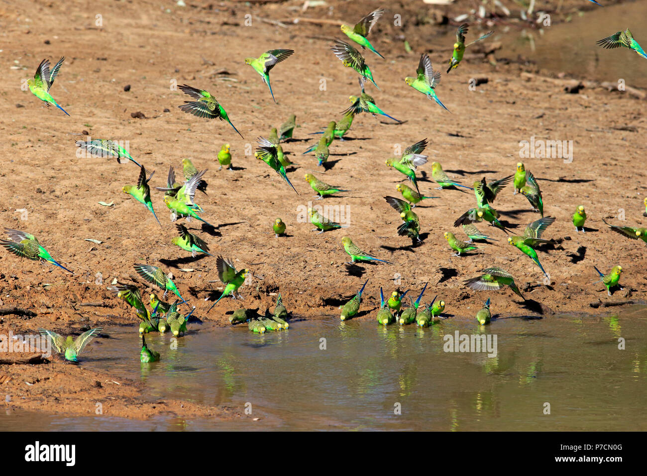 Parakeets drinking hi-res stock photography and images - Alamy