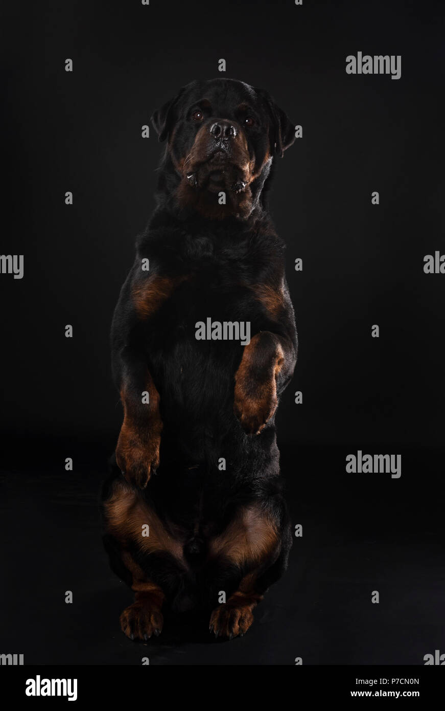purebred rottweiler in front of black background Stock Photo - Alamy