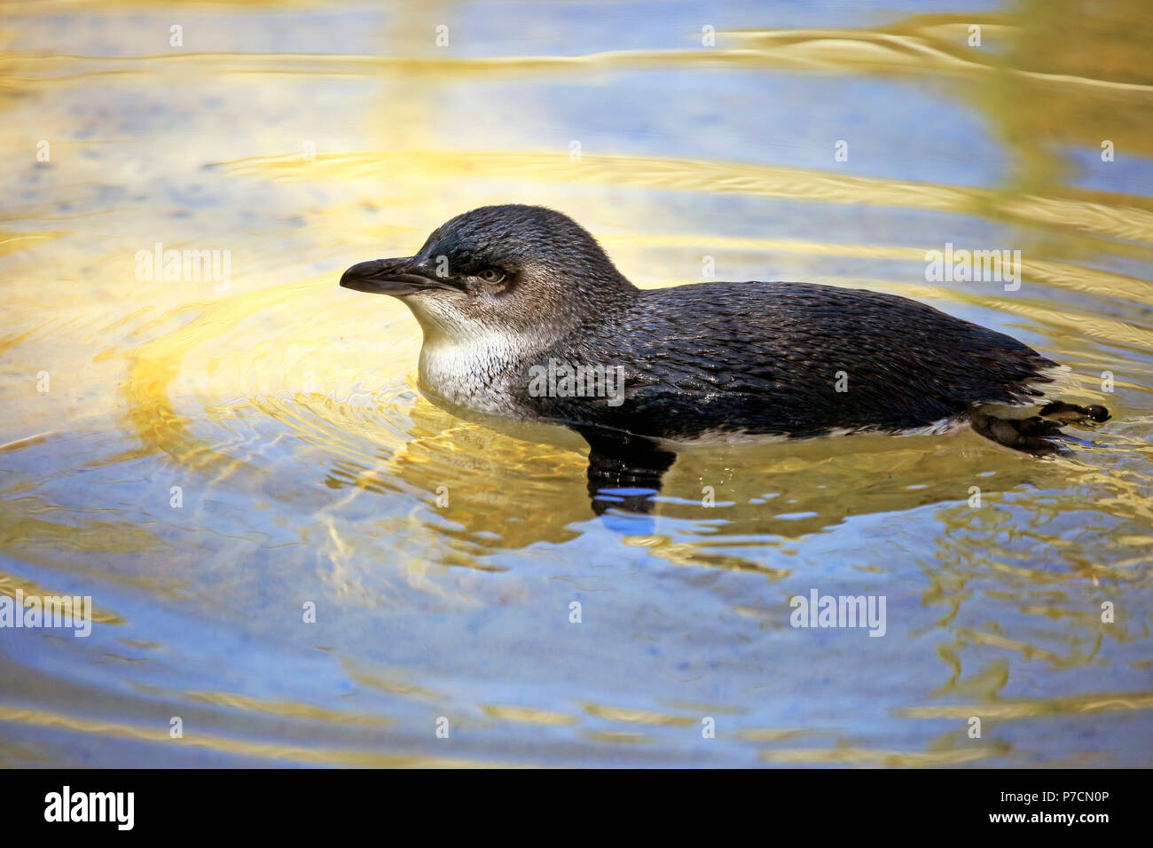 Little Penguin, adult swimming in water, Kangaroo Island, South ...