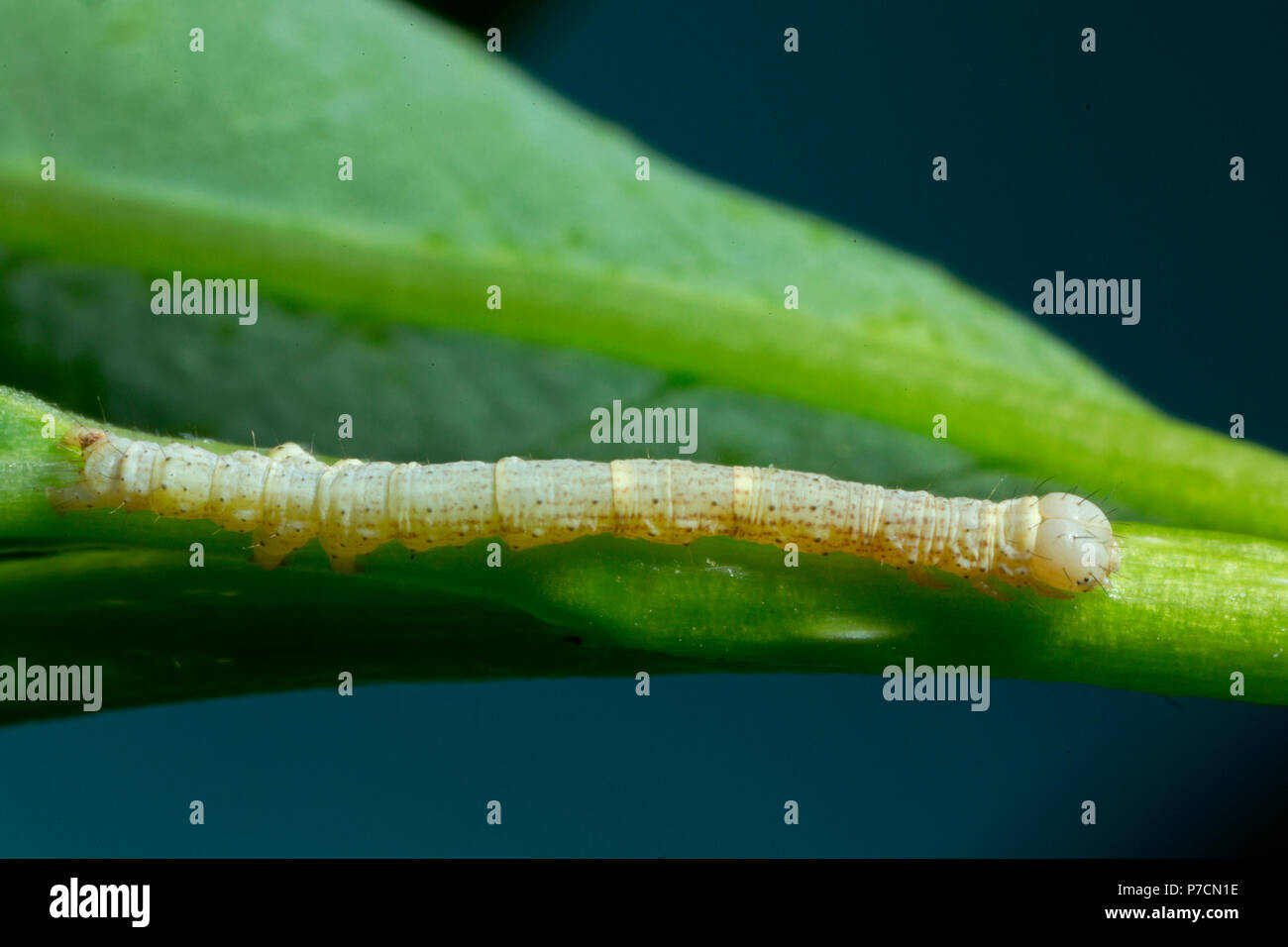 blue underwing, caterpillar, (Catocala fraxini Stock Photo - Alamy