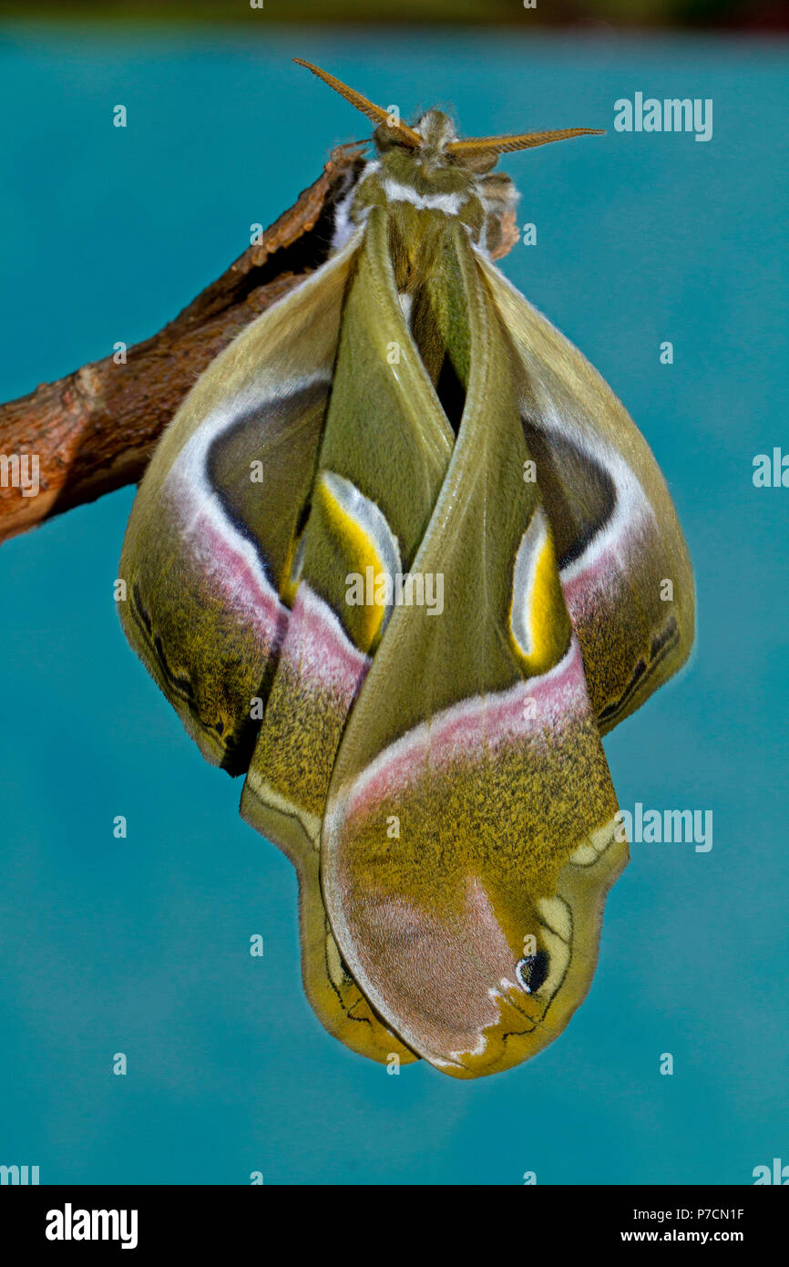 ailanthus silkmoth, male(Samia cynthia Stock Photo - Alamy