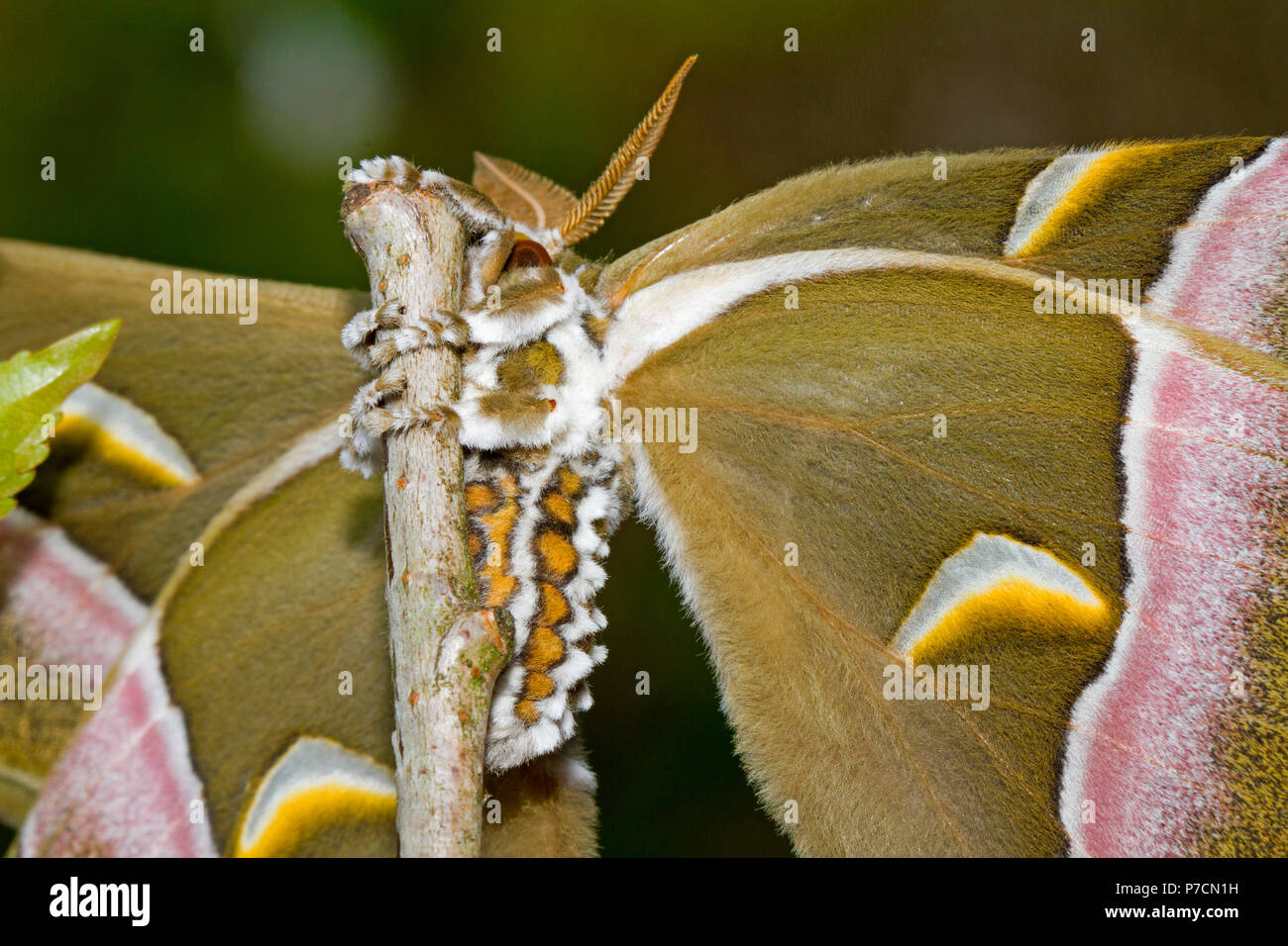 ailanthus silkmoth, male(Samia cynthia Stock Photo - Alamy