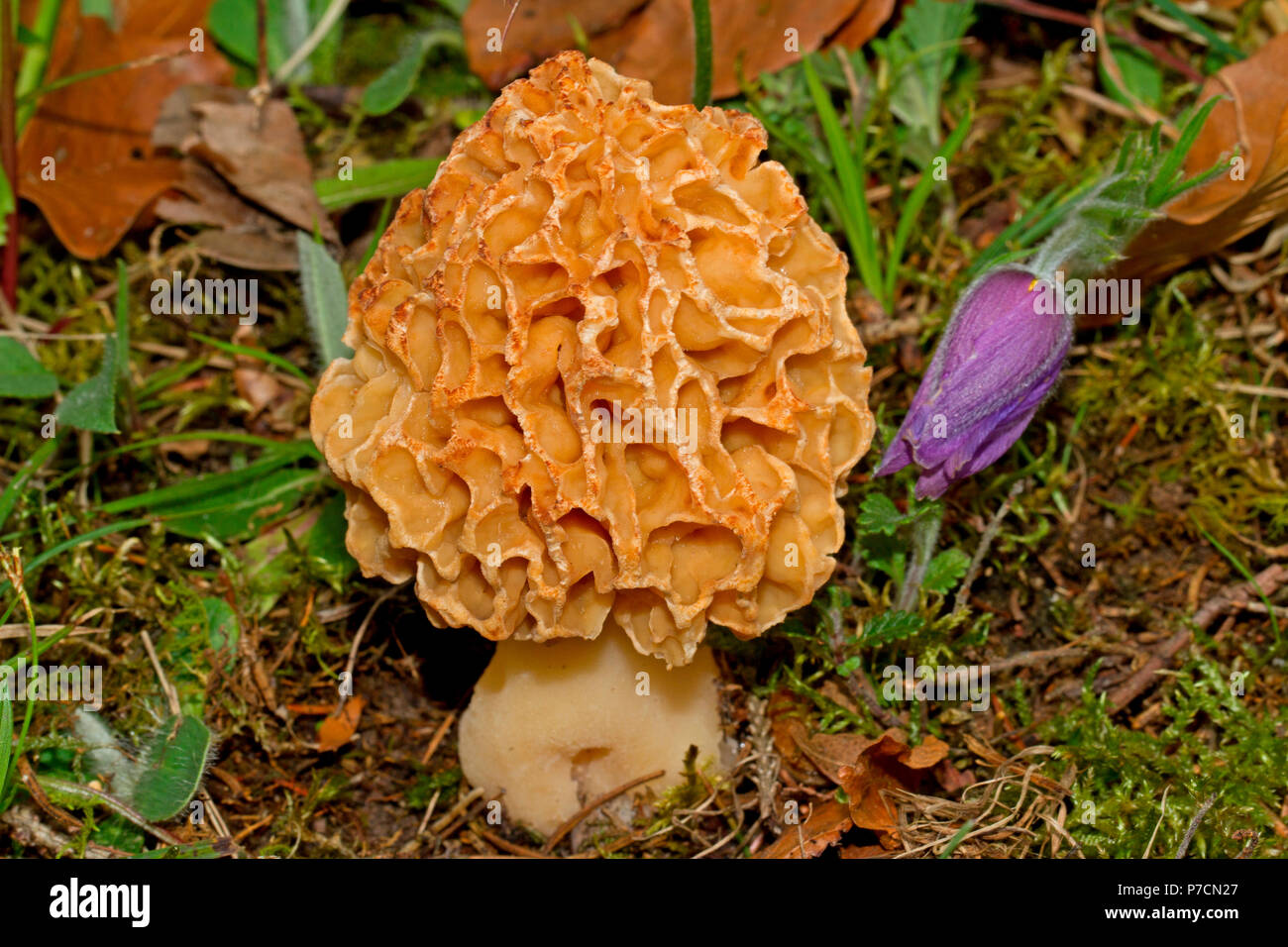 common morel, morel, (Morchella esculenta Stock Photo - Alamy