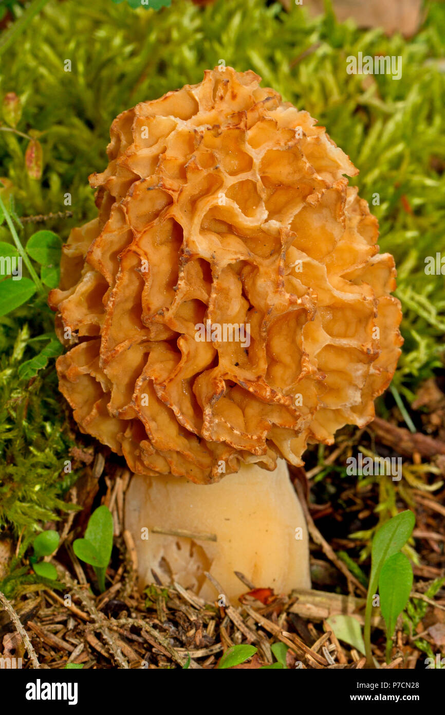 common morel, morel, (Morchella esculenta Stock Photo - Alamy