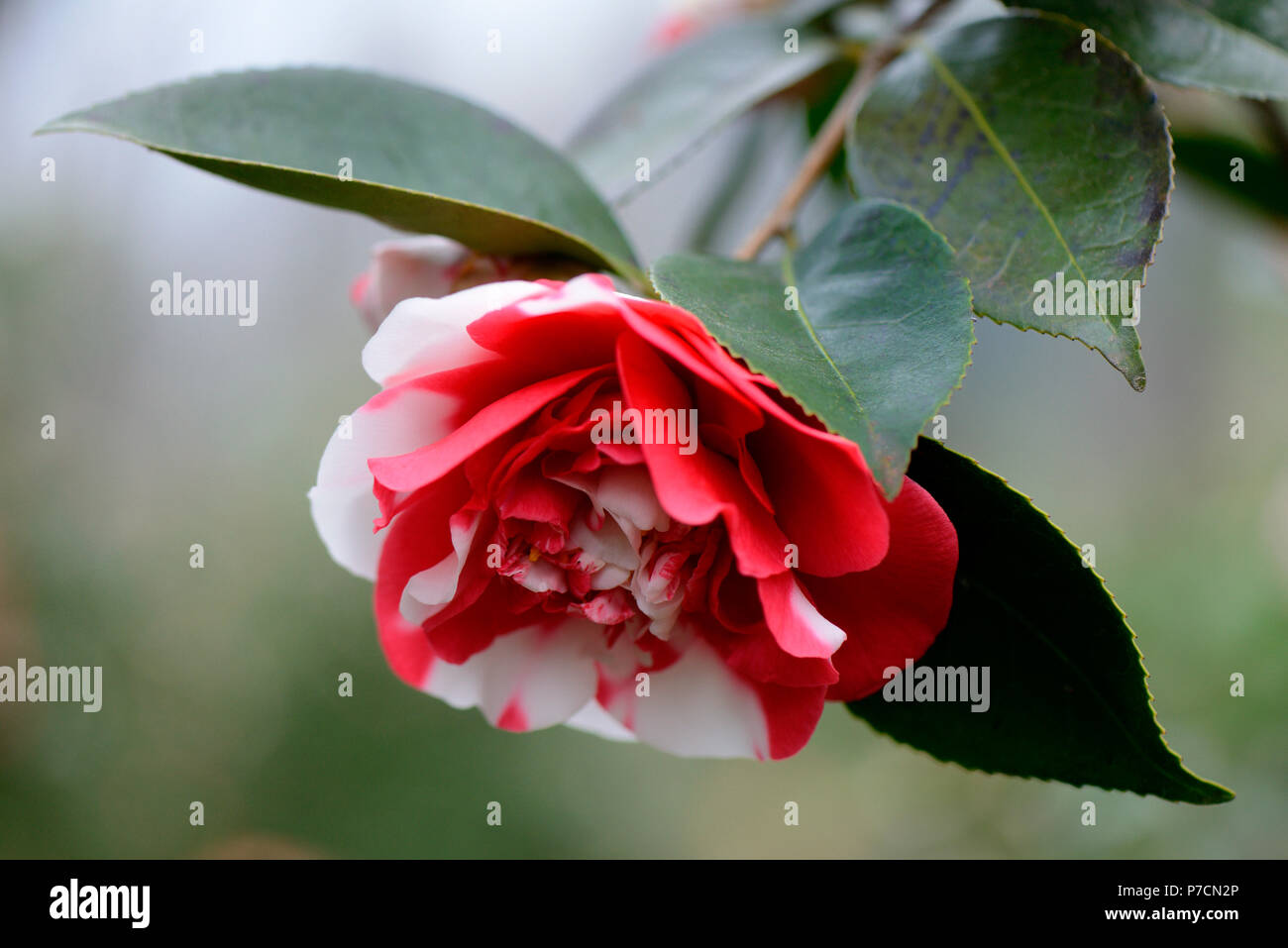 Coletti High Resolution Stock Photography and Images - Alamy