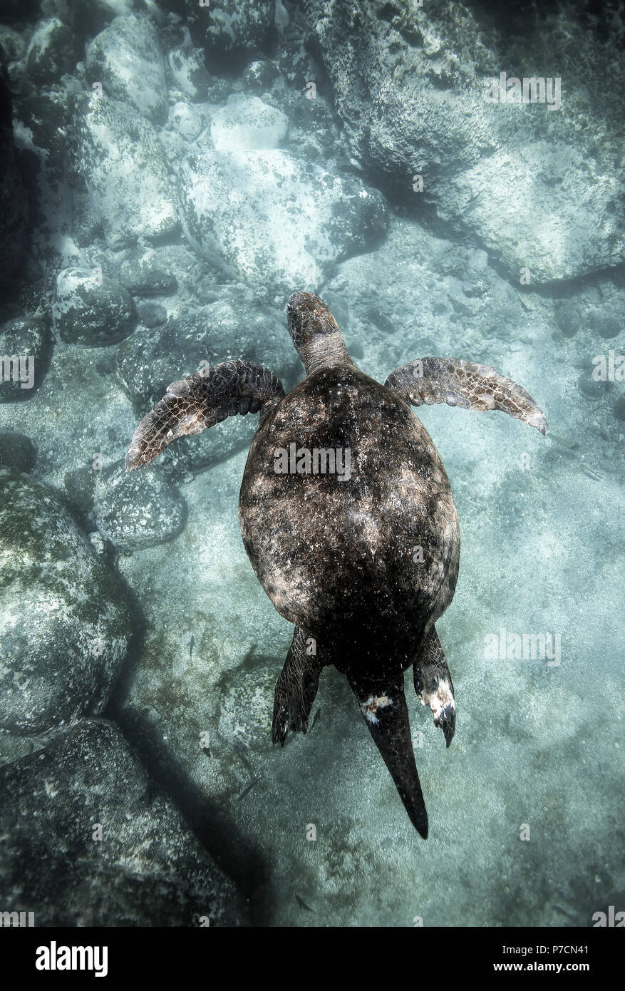 Large male green sea turtle swimming underwater in the Galapagos ...