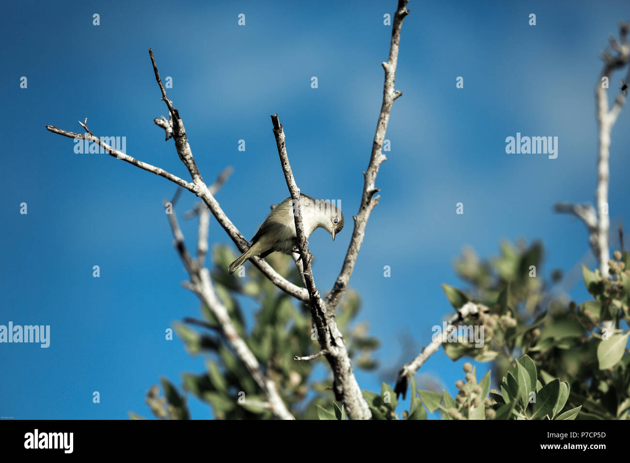 Galapagos Yellow Warbler in tree Stock Photo - Alamy