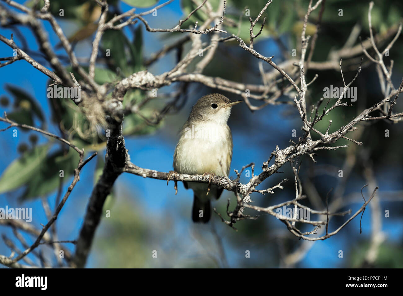 Colourful warblers hi-res stock photography and images - Alamy