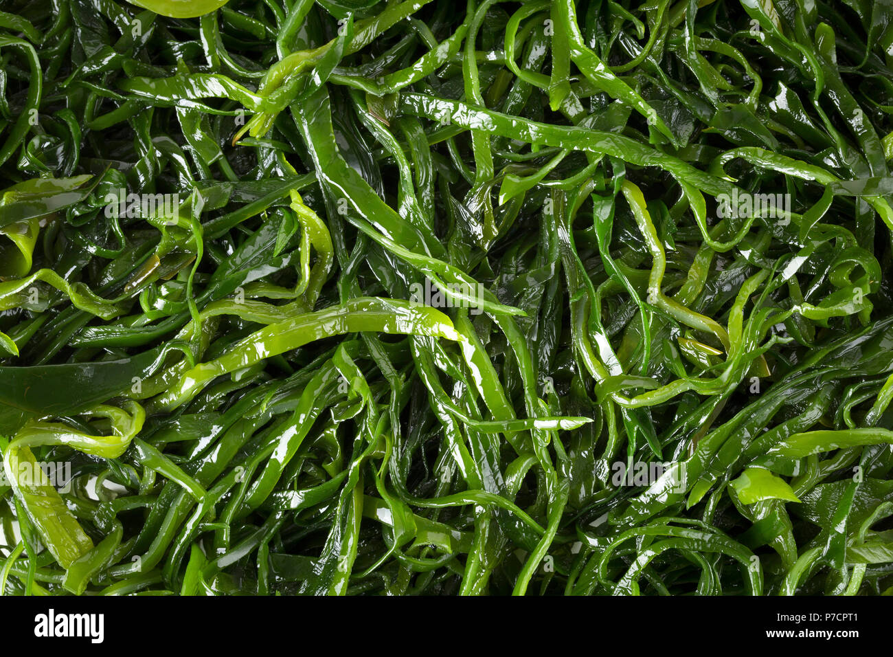 Object photos - seaweed, its rich in vitamins, minerals, and fiber. 046 ...
