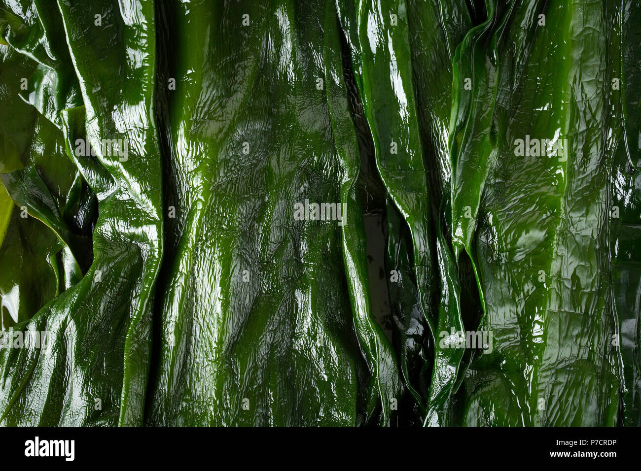 Object photos - seaweed, its rich in vitamins, minerals, and fiber. 038 ...