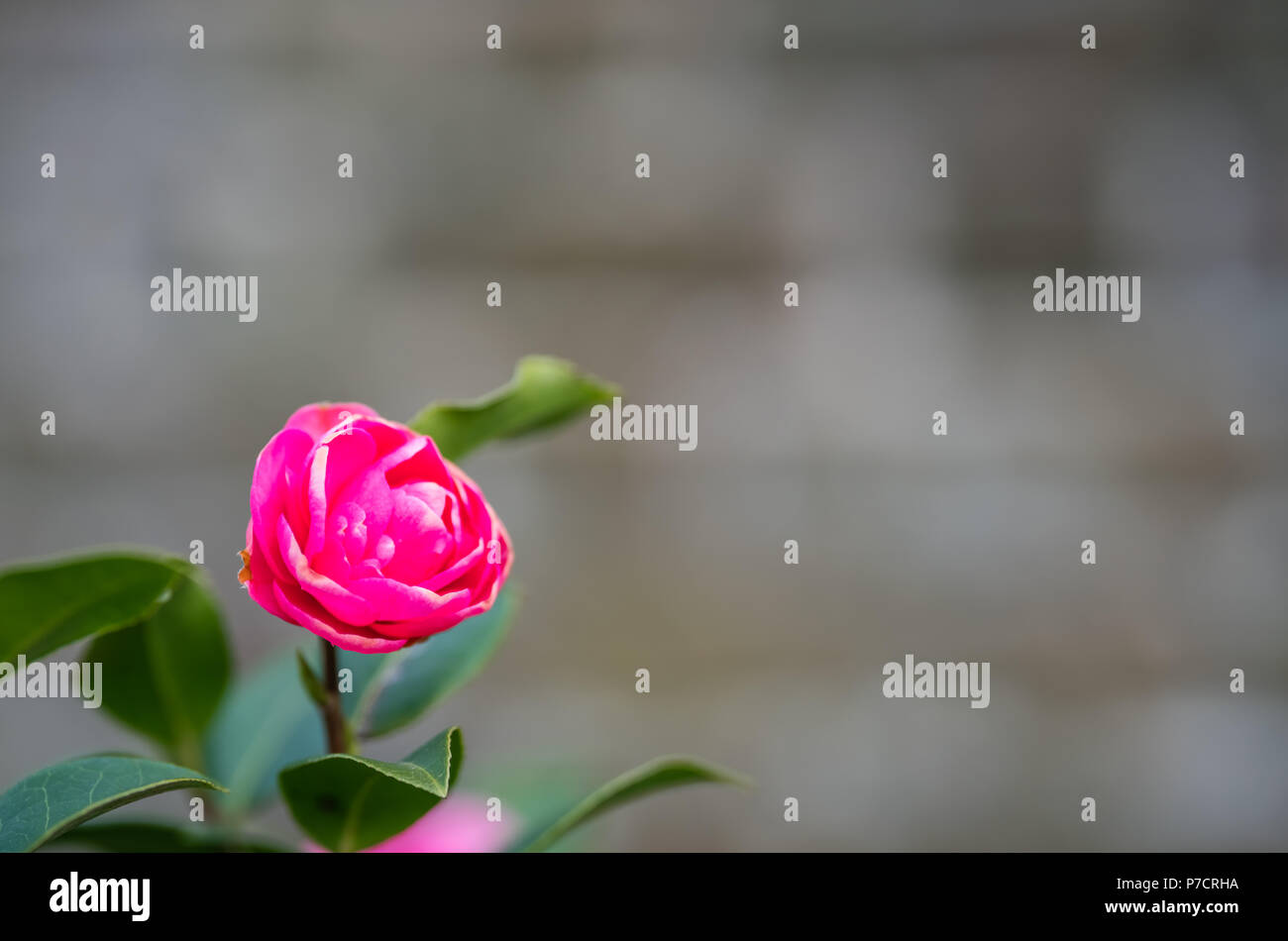Small fragile pink rose in the garden in spring Stock Photo - Alamy