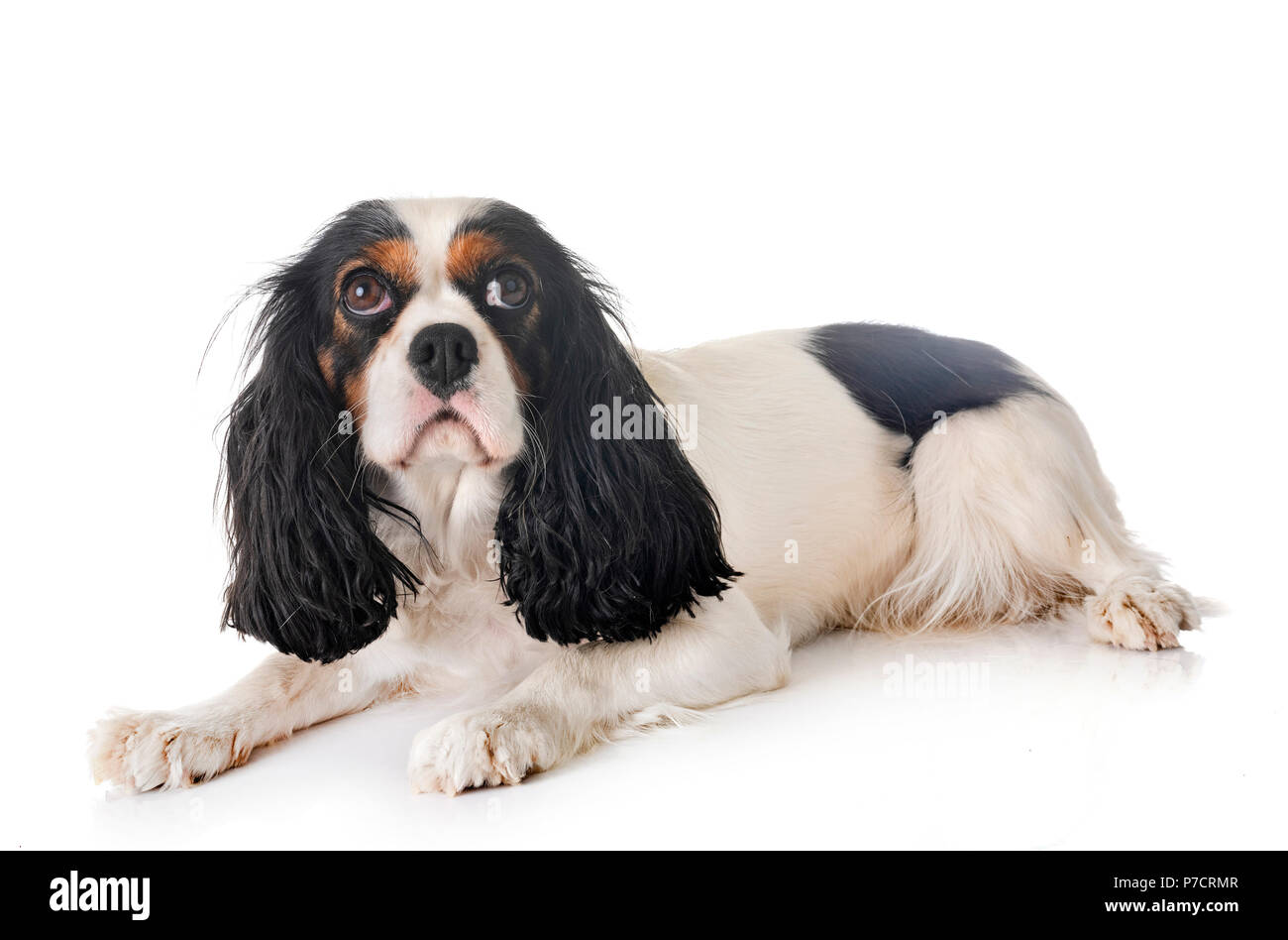 cavalier king charles in front of white background Stock Photo - Alamy