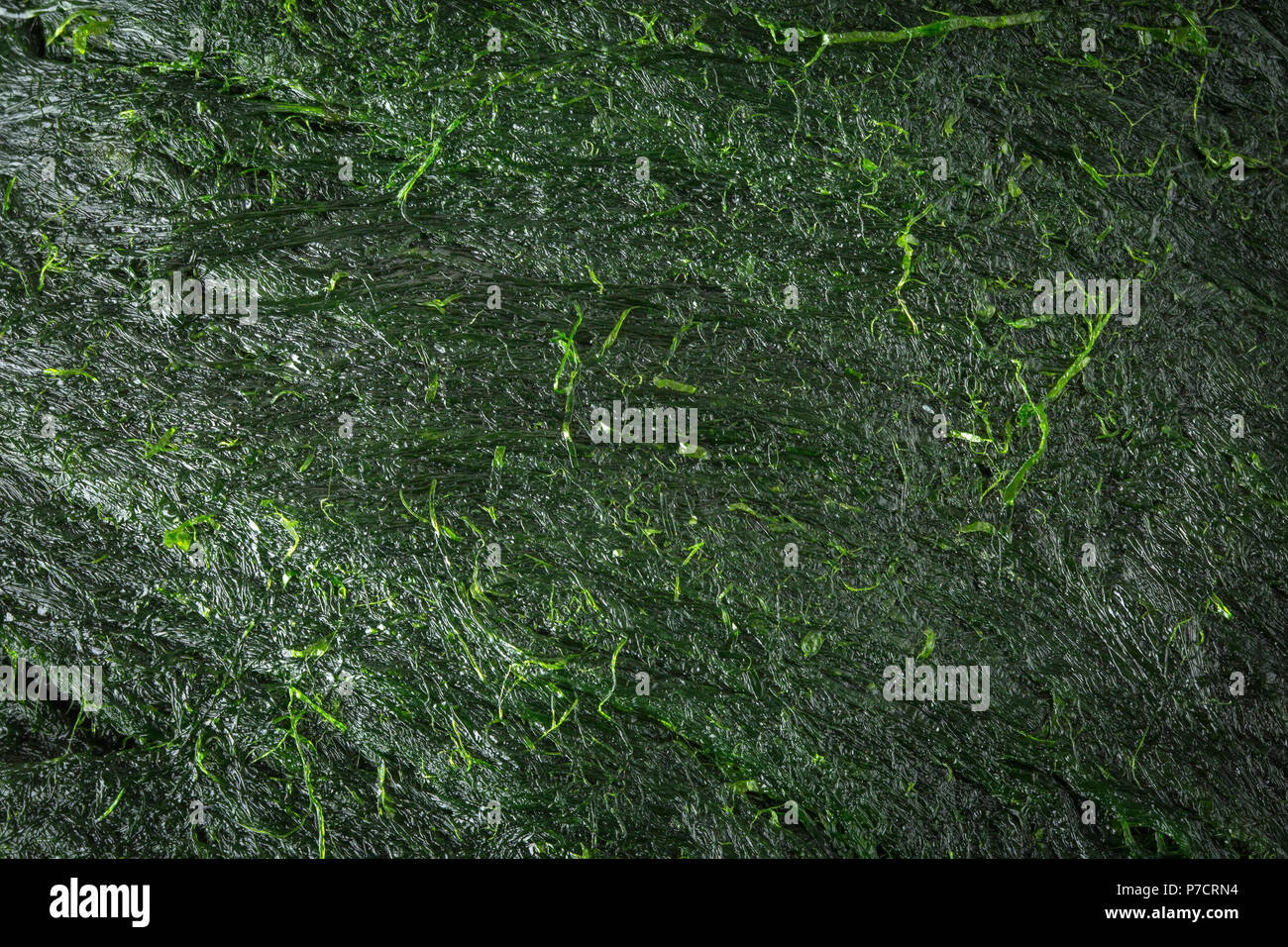 Object photos - seaweed, its rich in vitamins, minerals, and fiber. 033 ...
