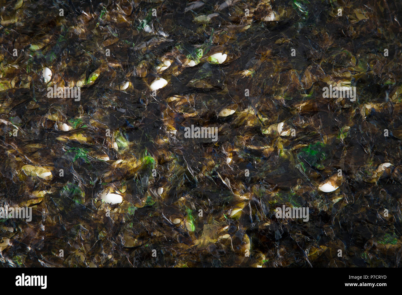 Object photos - seaweed, its rich in vitamins, minerals, and fiber. 026 ...