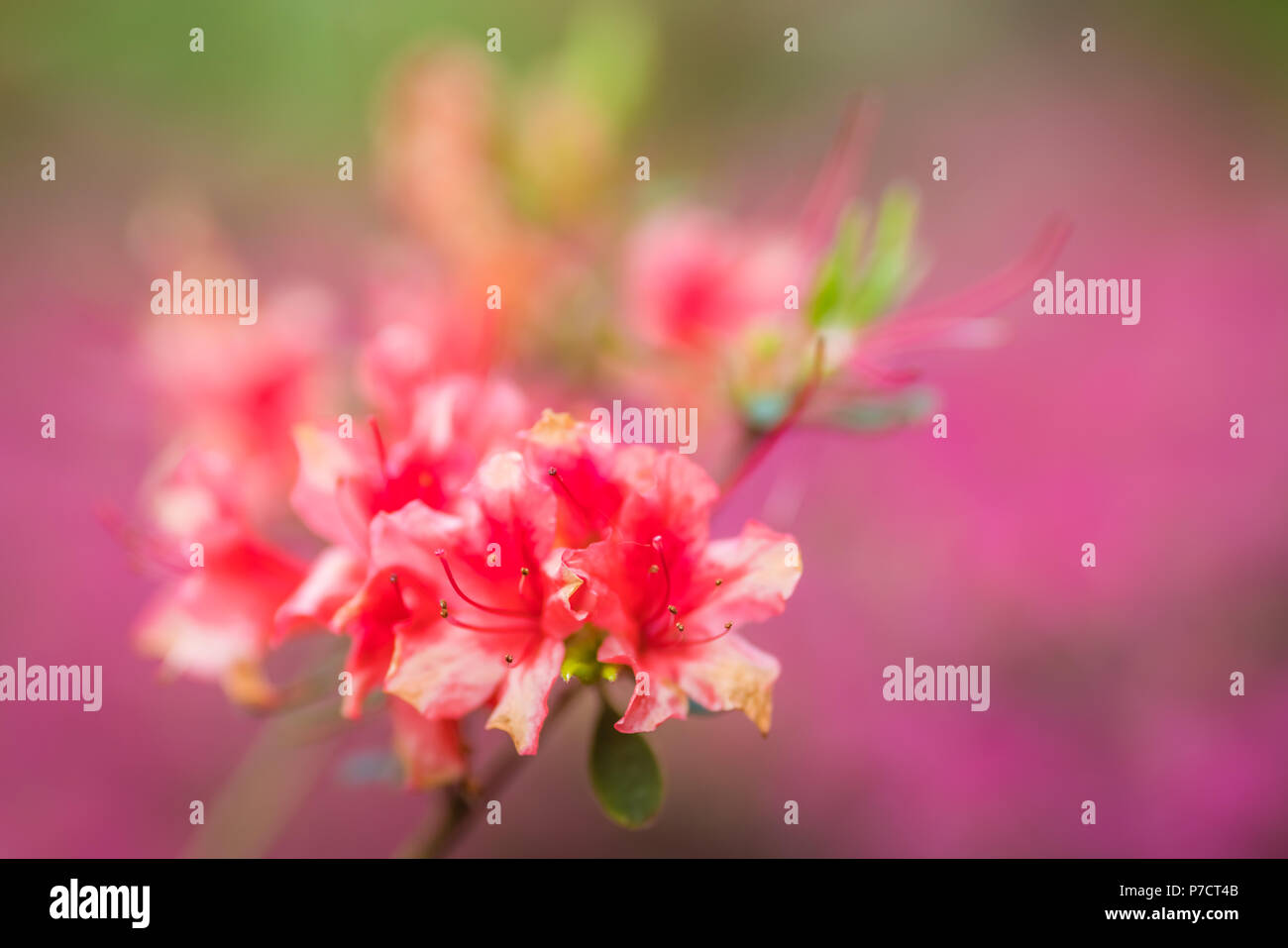 Pink and purple azalea flowers on branches of a tree blossoming in ...