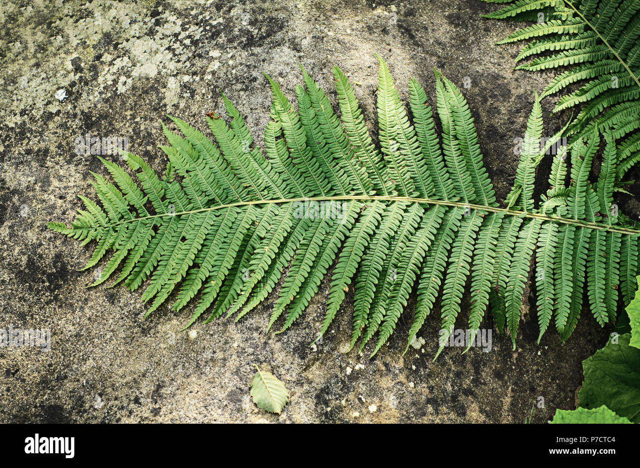 Fern leaf on the stone Stock Photo - Alamy