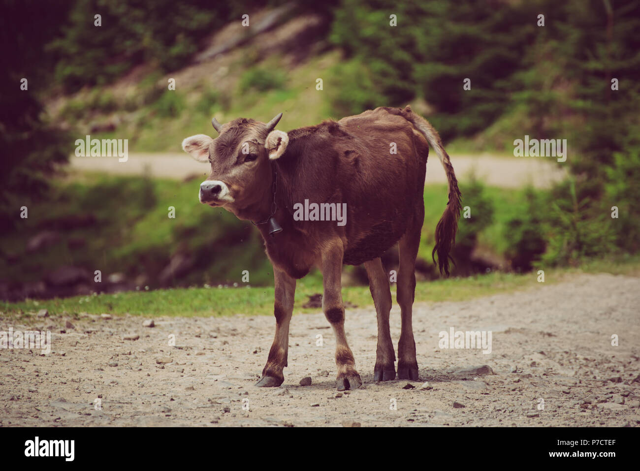 Single funny calf Stock Photo - Alamy