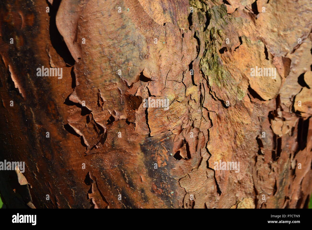 Close up of the orange-red paper-like peeling layers of paper bark ...