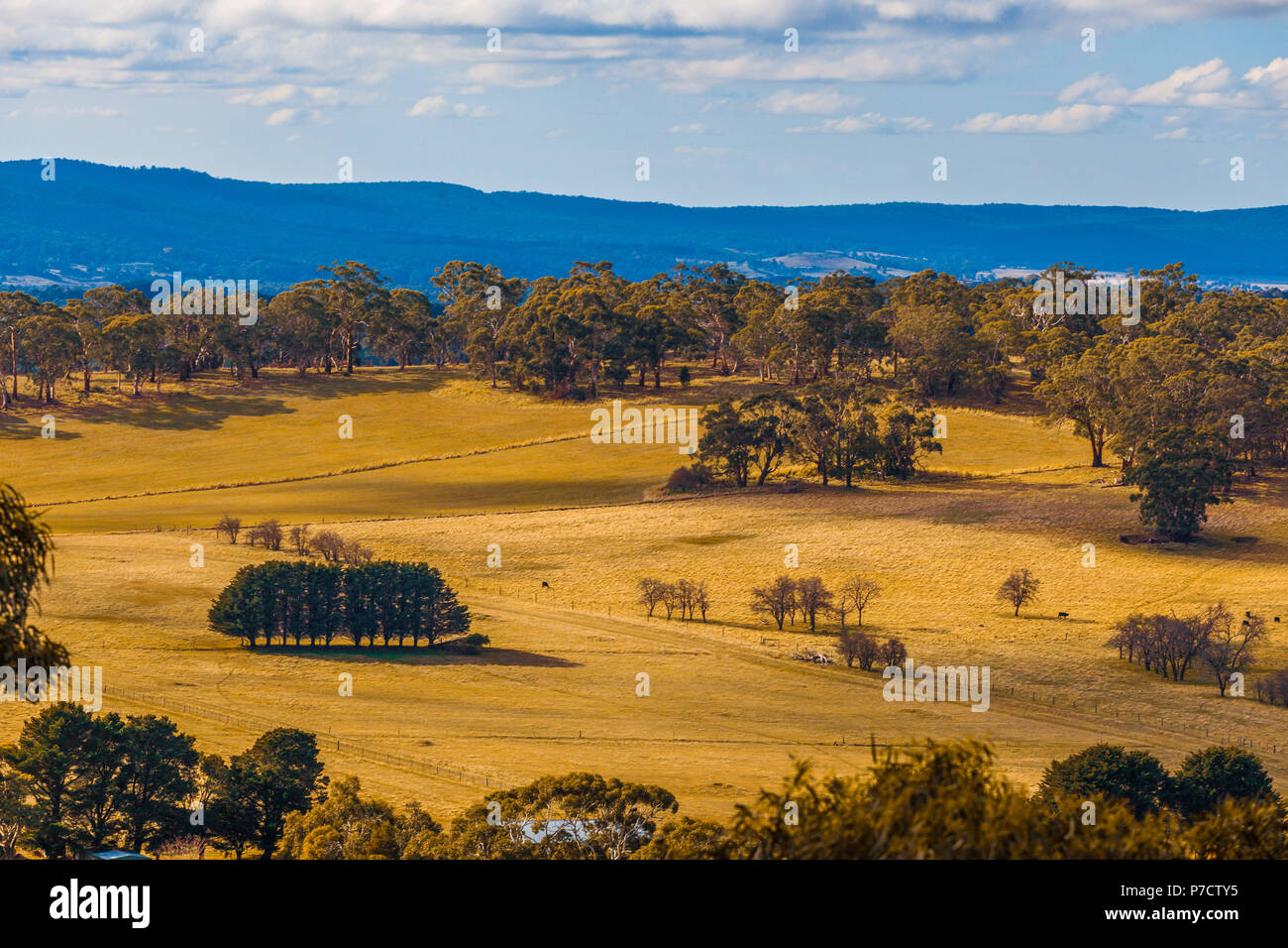 Beautiful Australian countryside - yellow grass pastures and native ...
