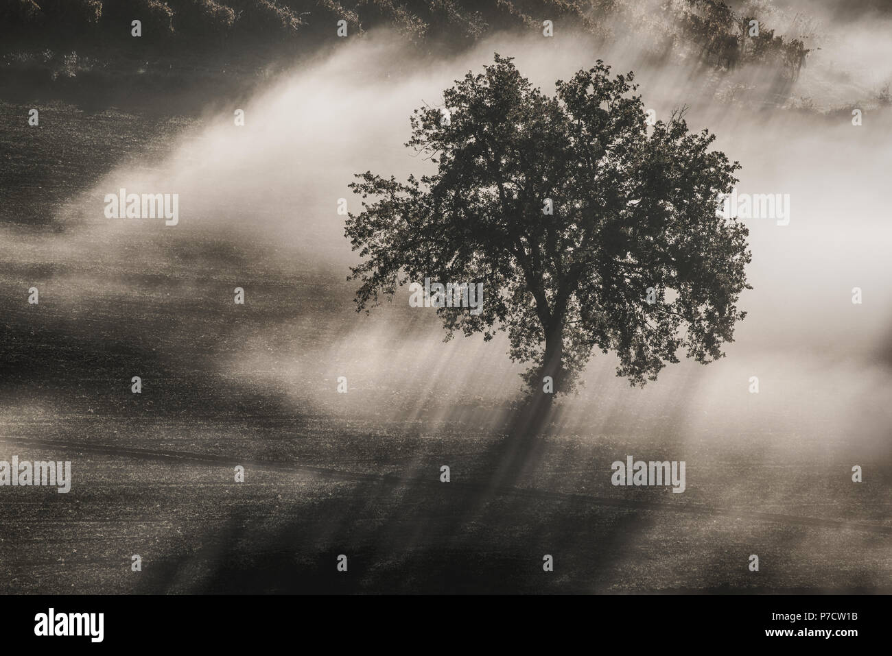 Alone fog one single hi-res stock photography and images - Alamy