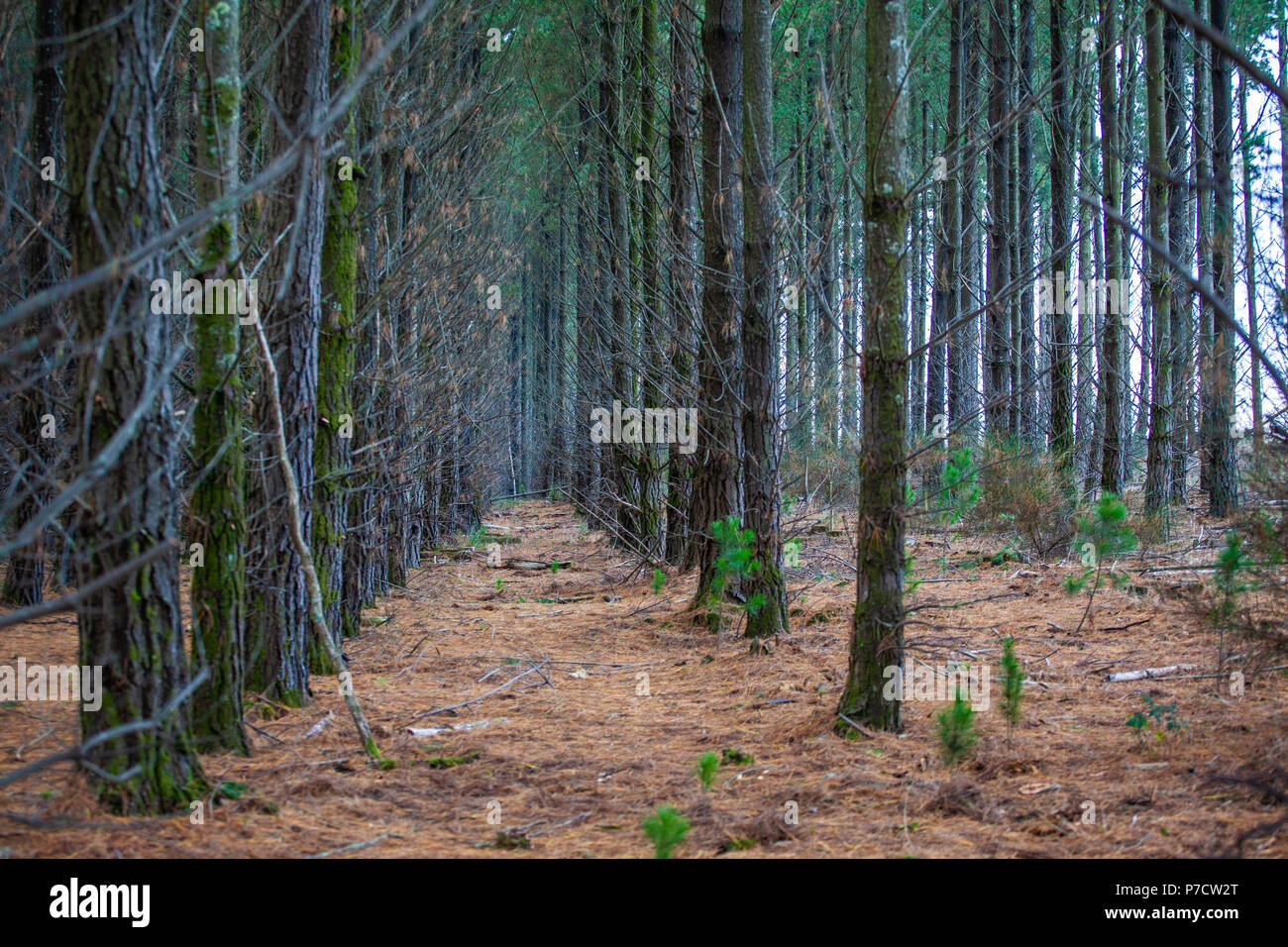 Australian trees nursery hi-res stock photography and images - Alamy